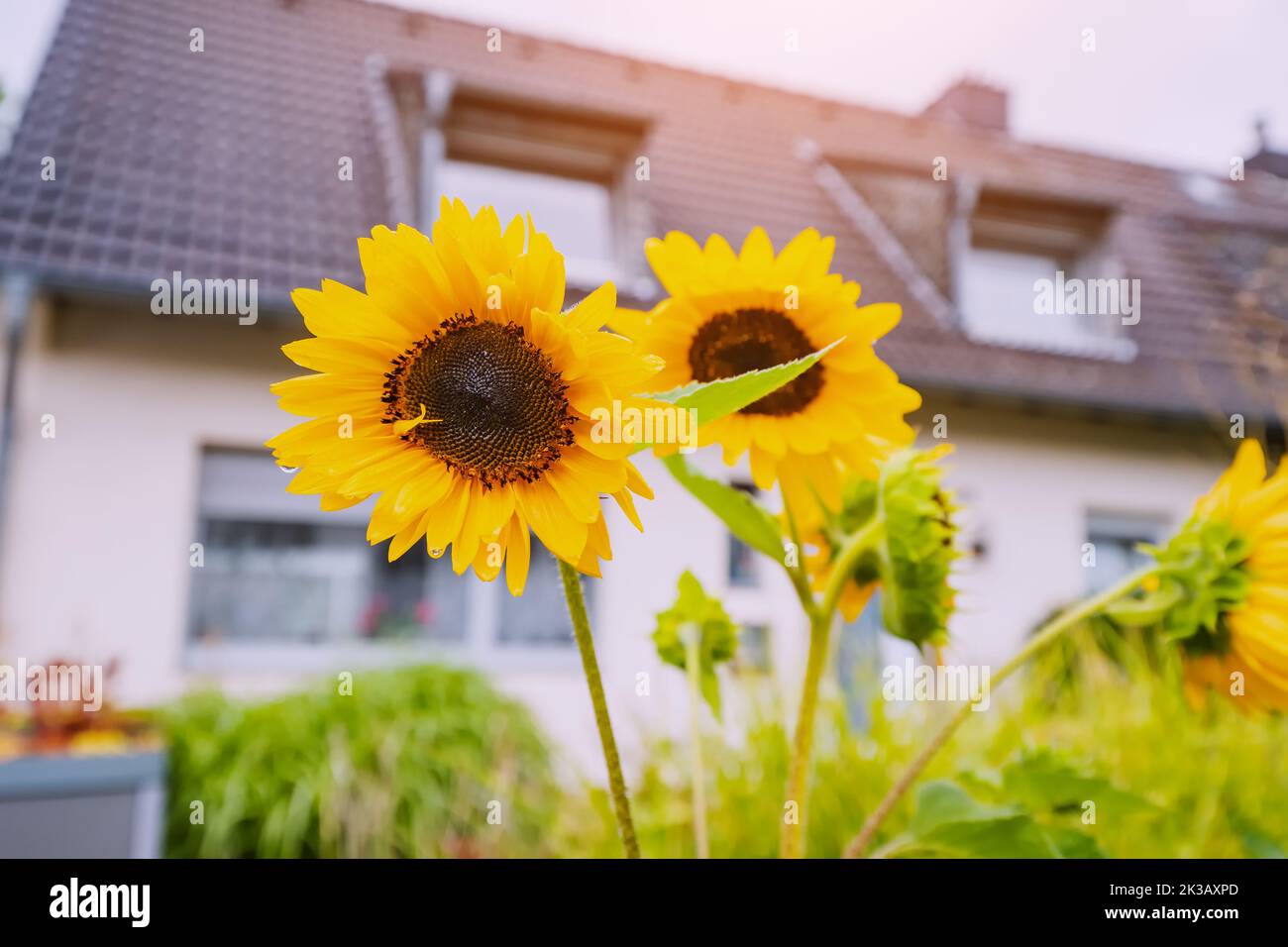 Sunflower townhouse hi-res stock photography and images - Alamy