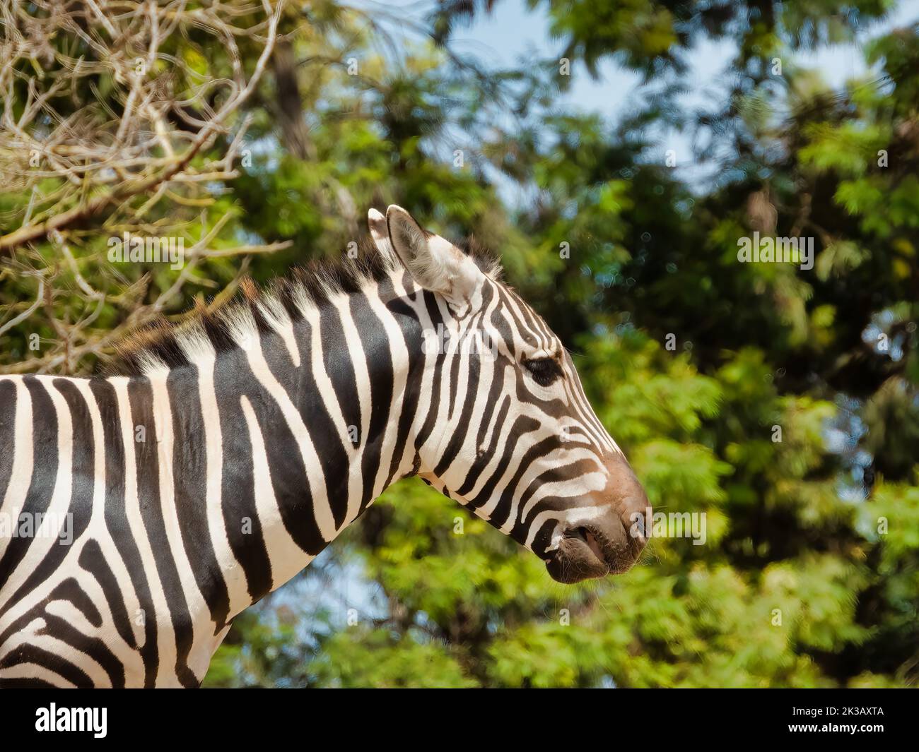 Side view black african hi-res stock photography and images - Alamy