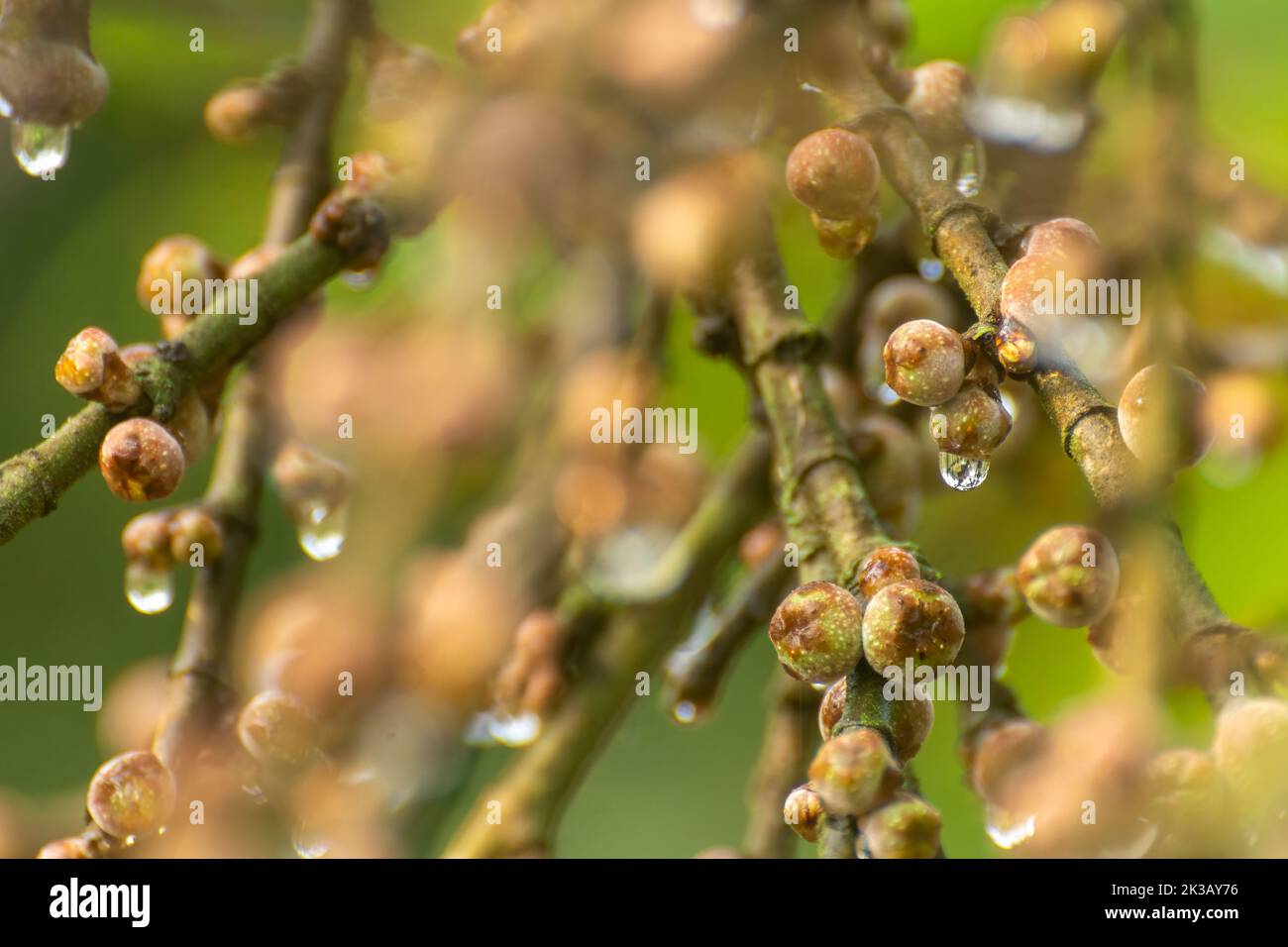 Dew drops falling from fig fruits on a winter morning at Pilibhit tiger ...