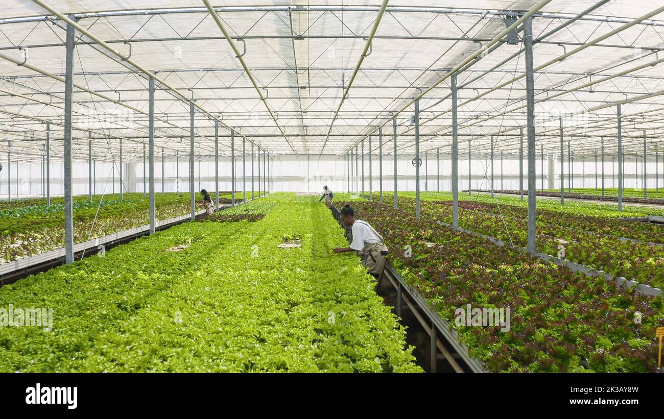 Agricultural workers growing organic food in hydroponic enviroment ...