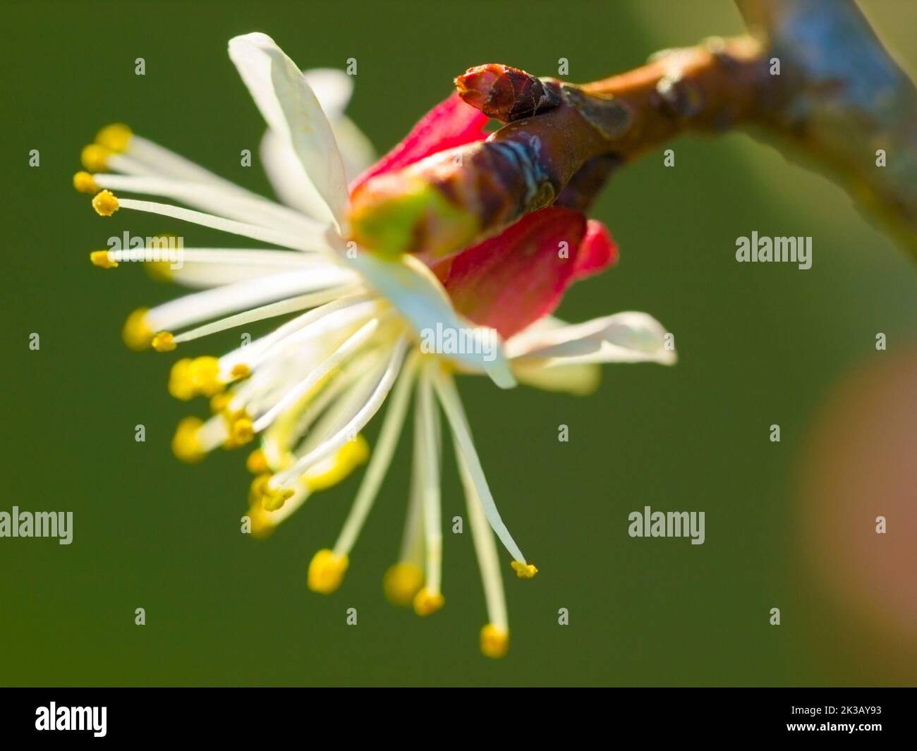 When nature is allowed to bloom. beautiful flowers outdoors Stock Photo ...