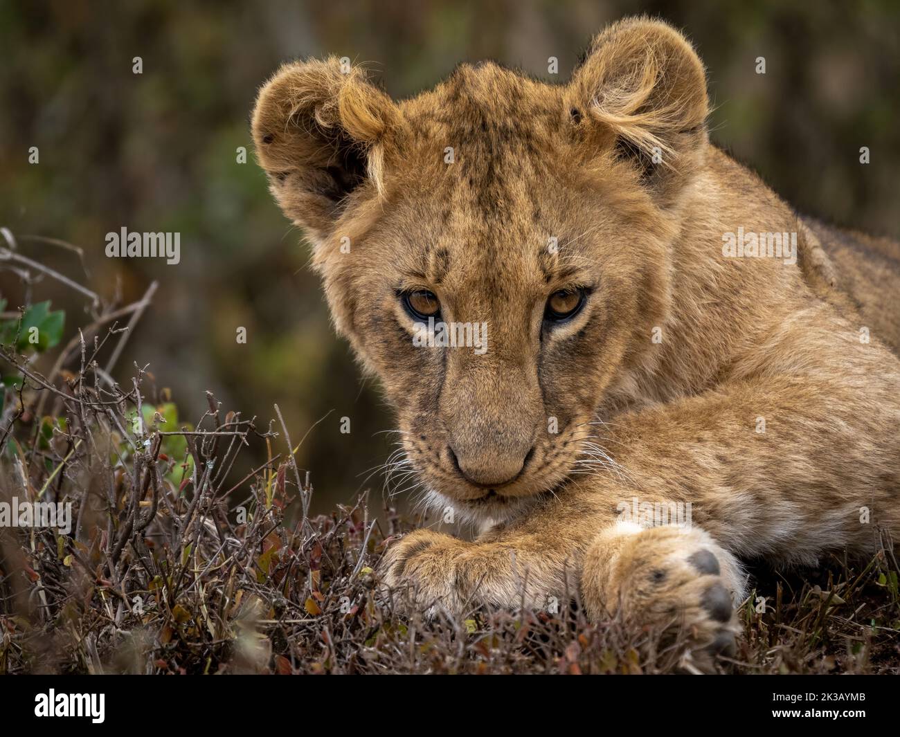 A lion cub gazes intensely under diffused lighting showing details on ...