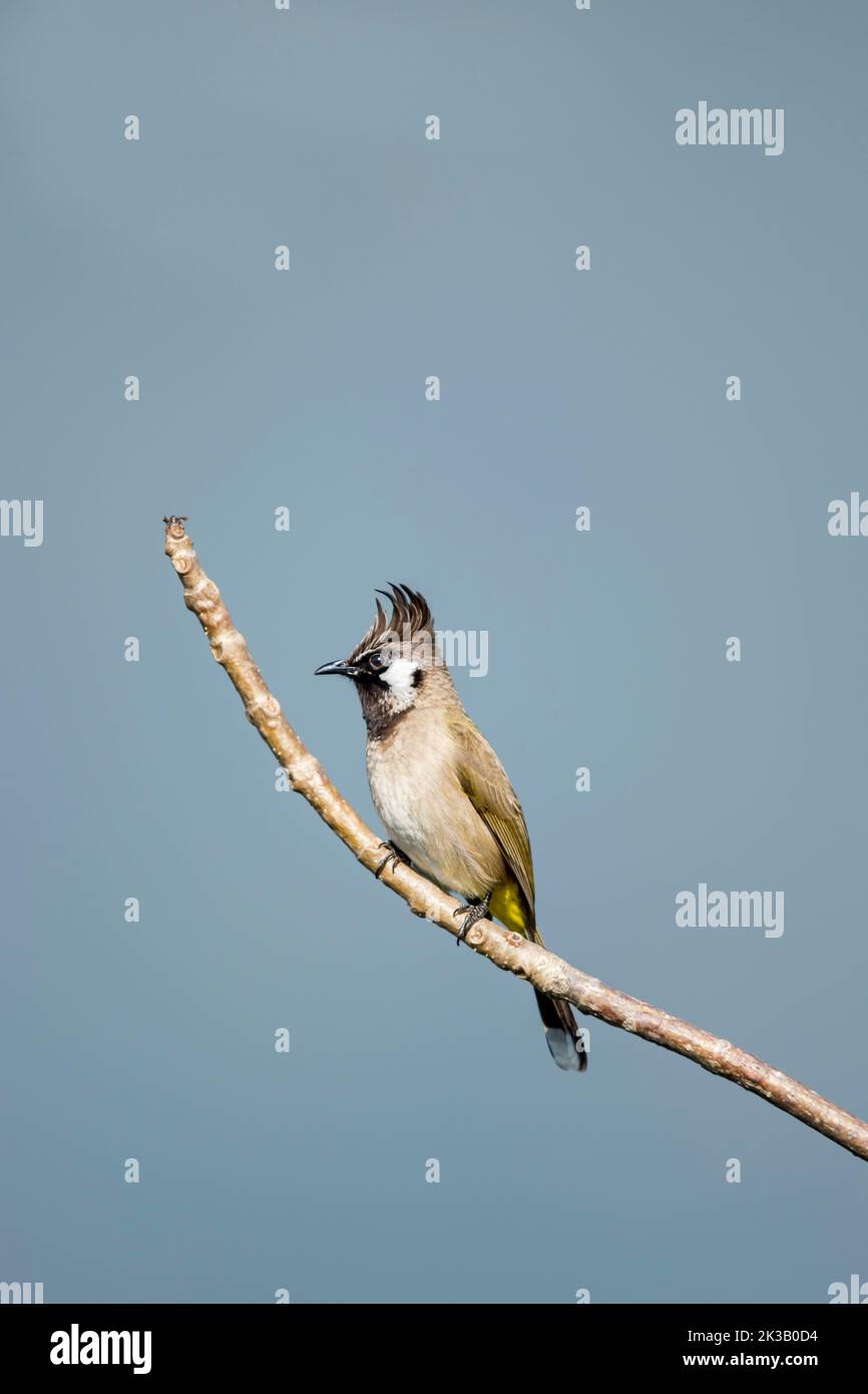 South texas campus hi-res stock photography and images - Alamy