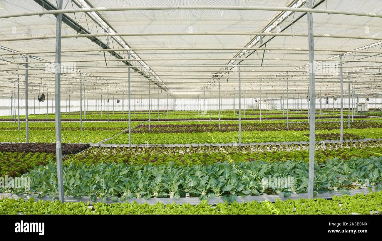 Healthy food and and bio vegetables being grown organically in ...