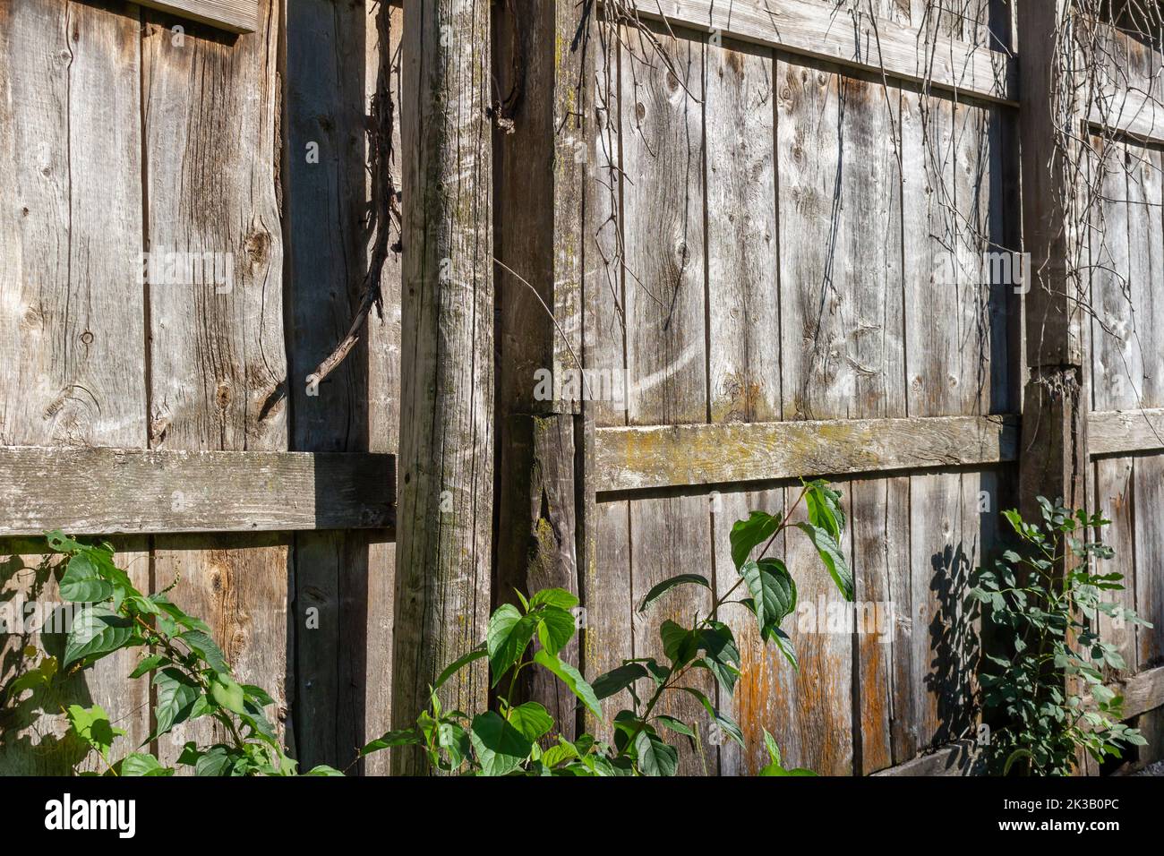 Abstract texture background of an unpainted rustic old wooden farm shed ...
