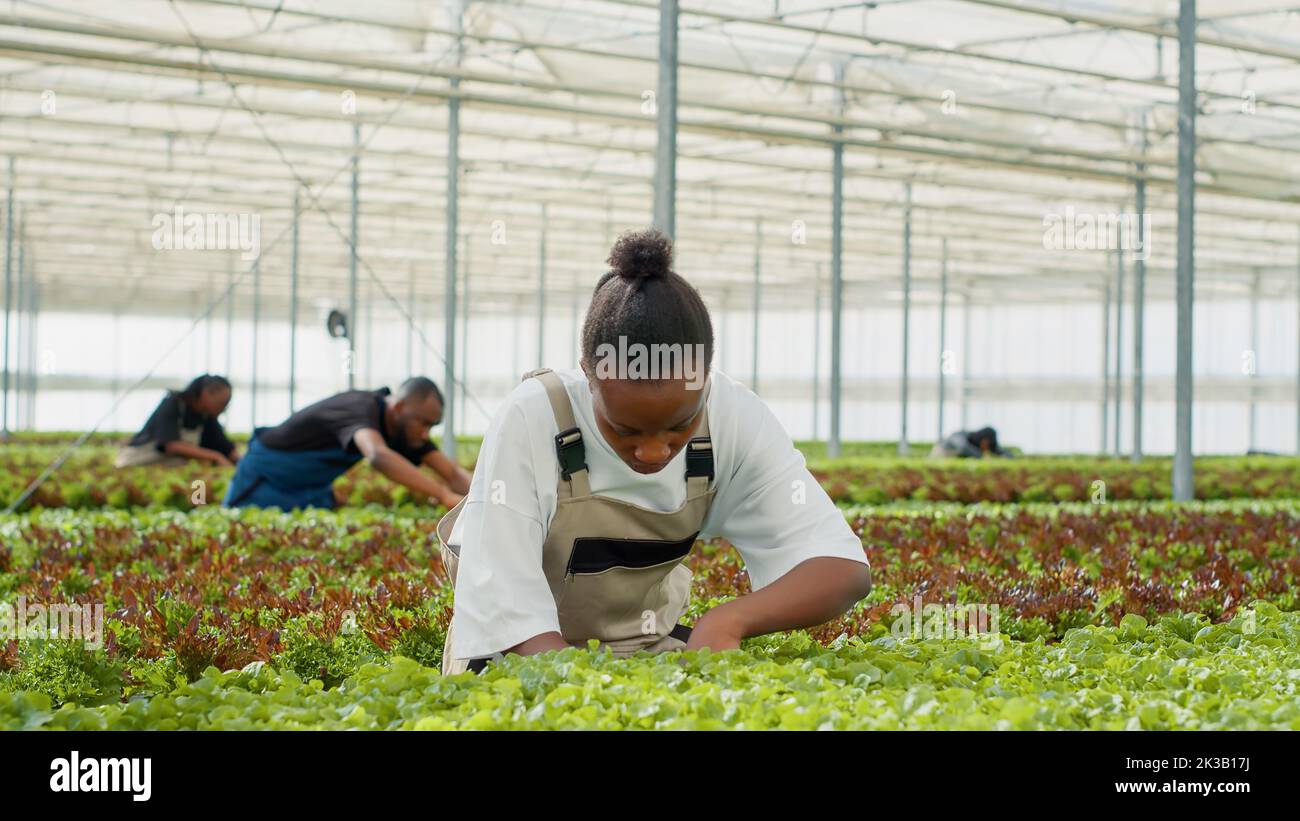 African american organic farm worker in greenhouse taking care of ...