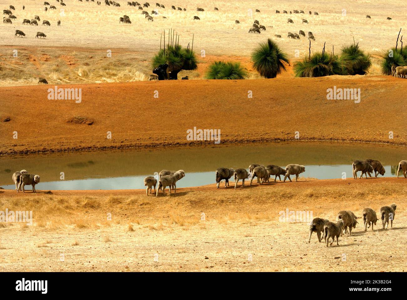 Australian sheep on farmland, great southern district, Southwest ...