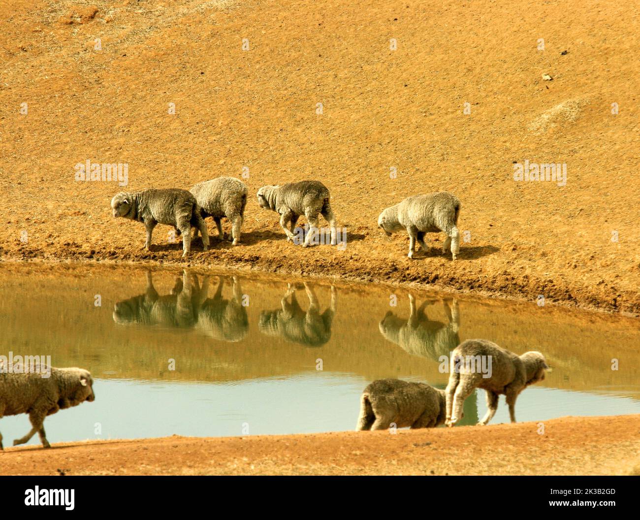 Australian sheep on farmland, great southern district, Southwest ...