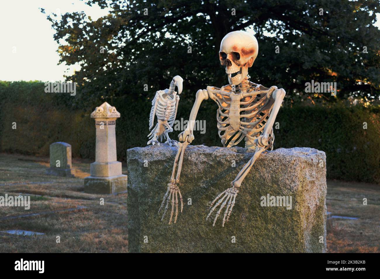vulture and skeleton hanging out on tombstone Stock Photo - Alamy