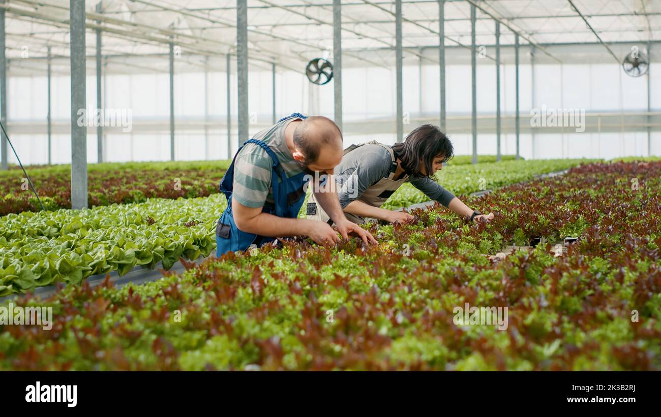 Man and woman cultivating healthy crops without pesticides doing ...