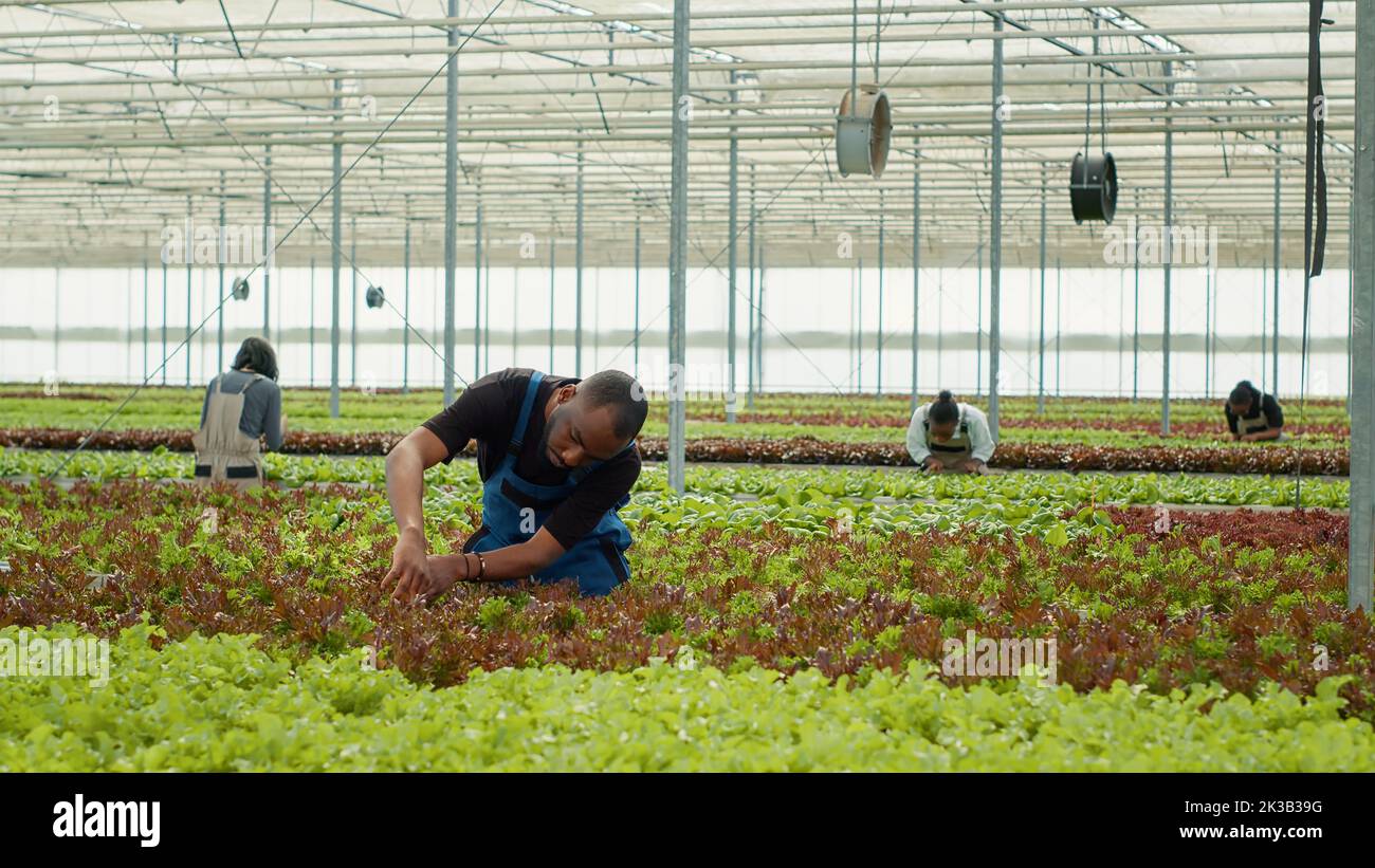 African american farmer types hi-res stock photography and images - Alamy
