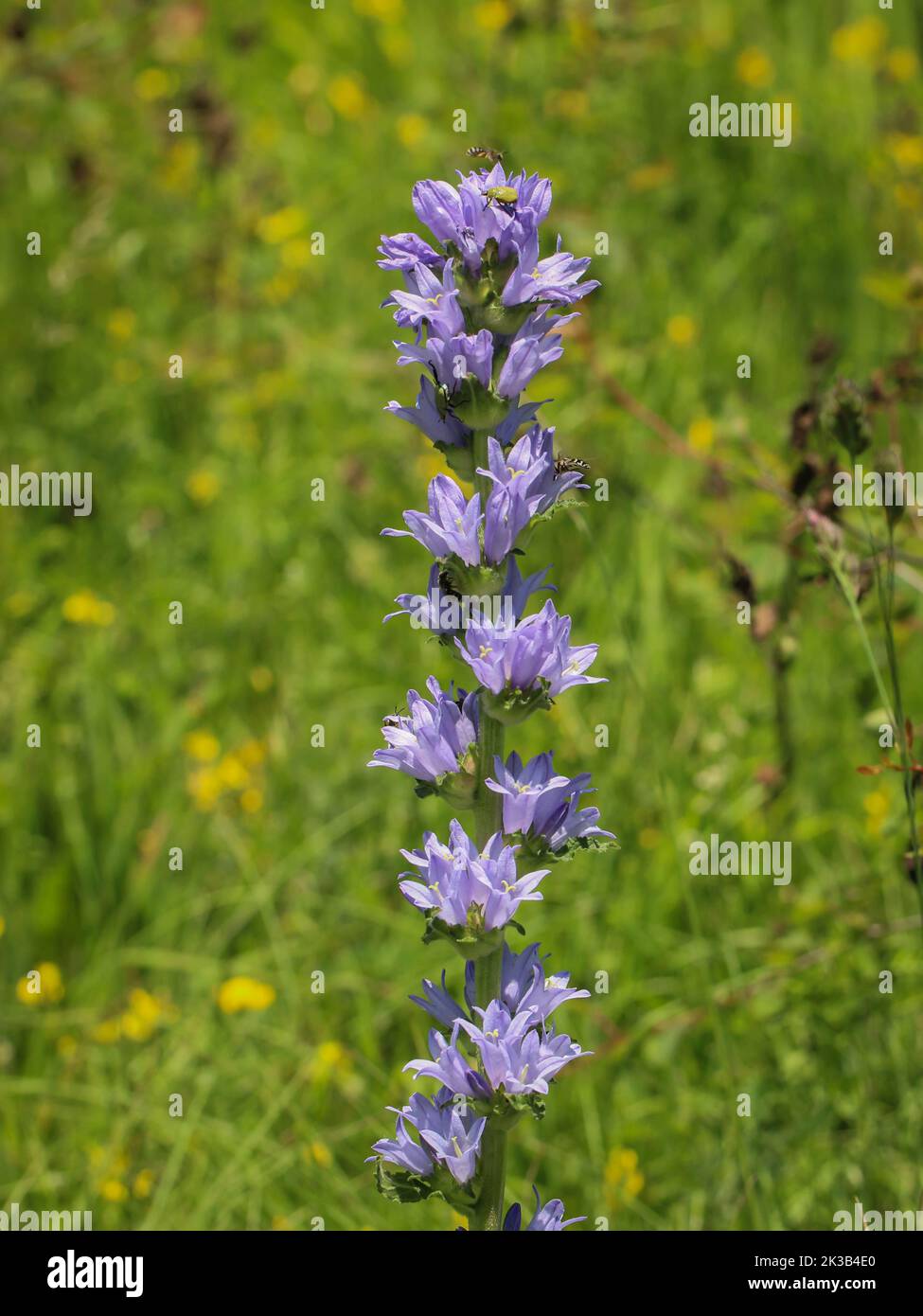 Violet flowers of Campanula cervicaria at Mokra Gora (Tutin) in south ...
