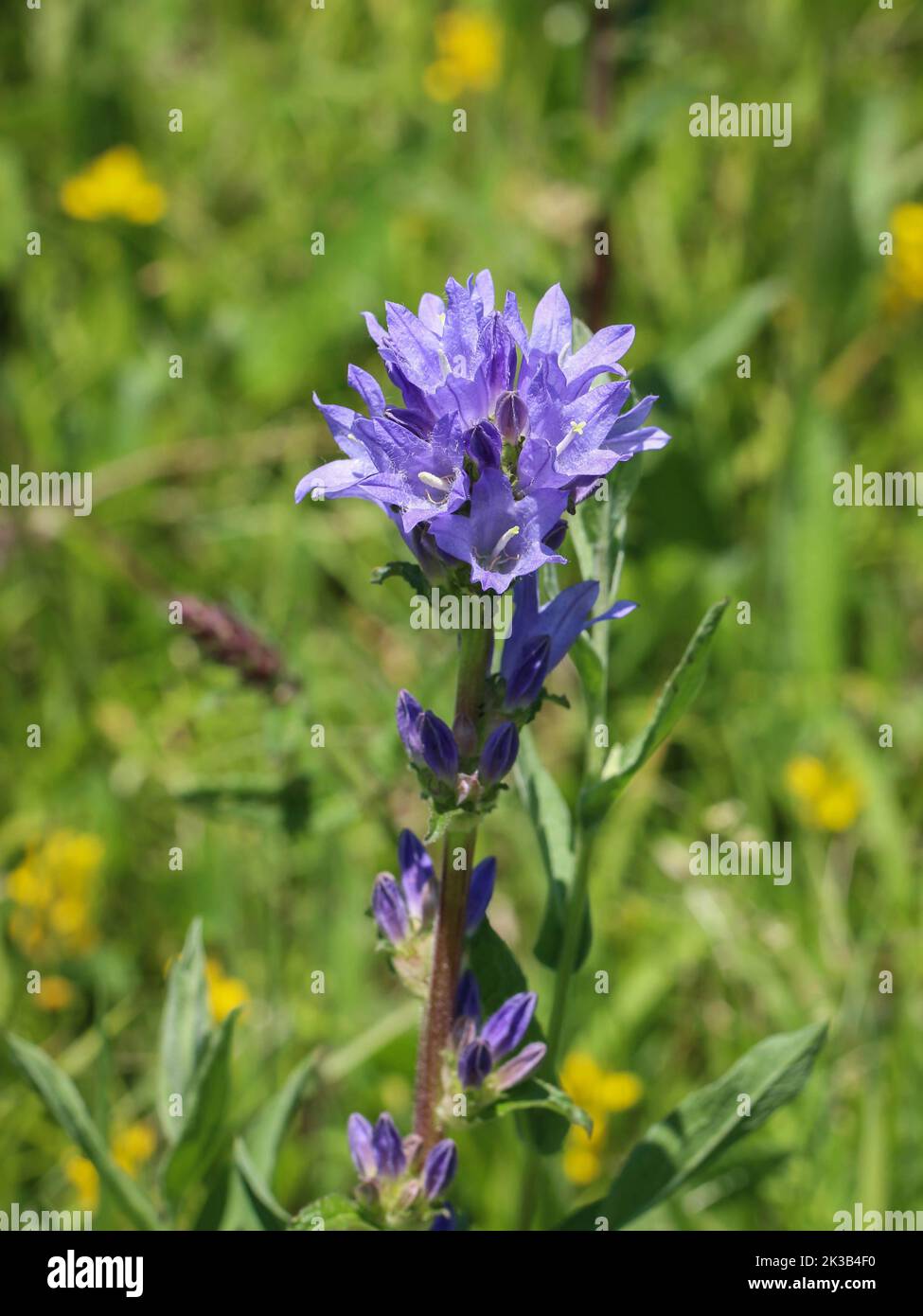 Violet flowers of Campanula cervicaria at Mokra Gora (Tutin) in south ...