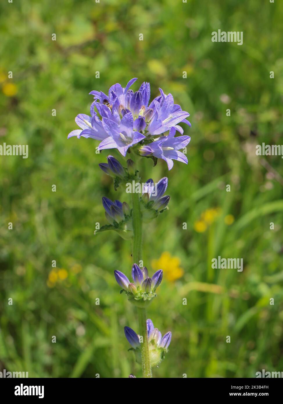 Violet flowers of Campanula cervicaria at Mokra Gora (Tutin) in south ...
