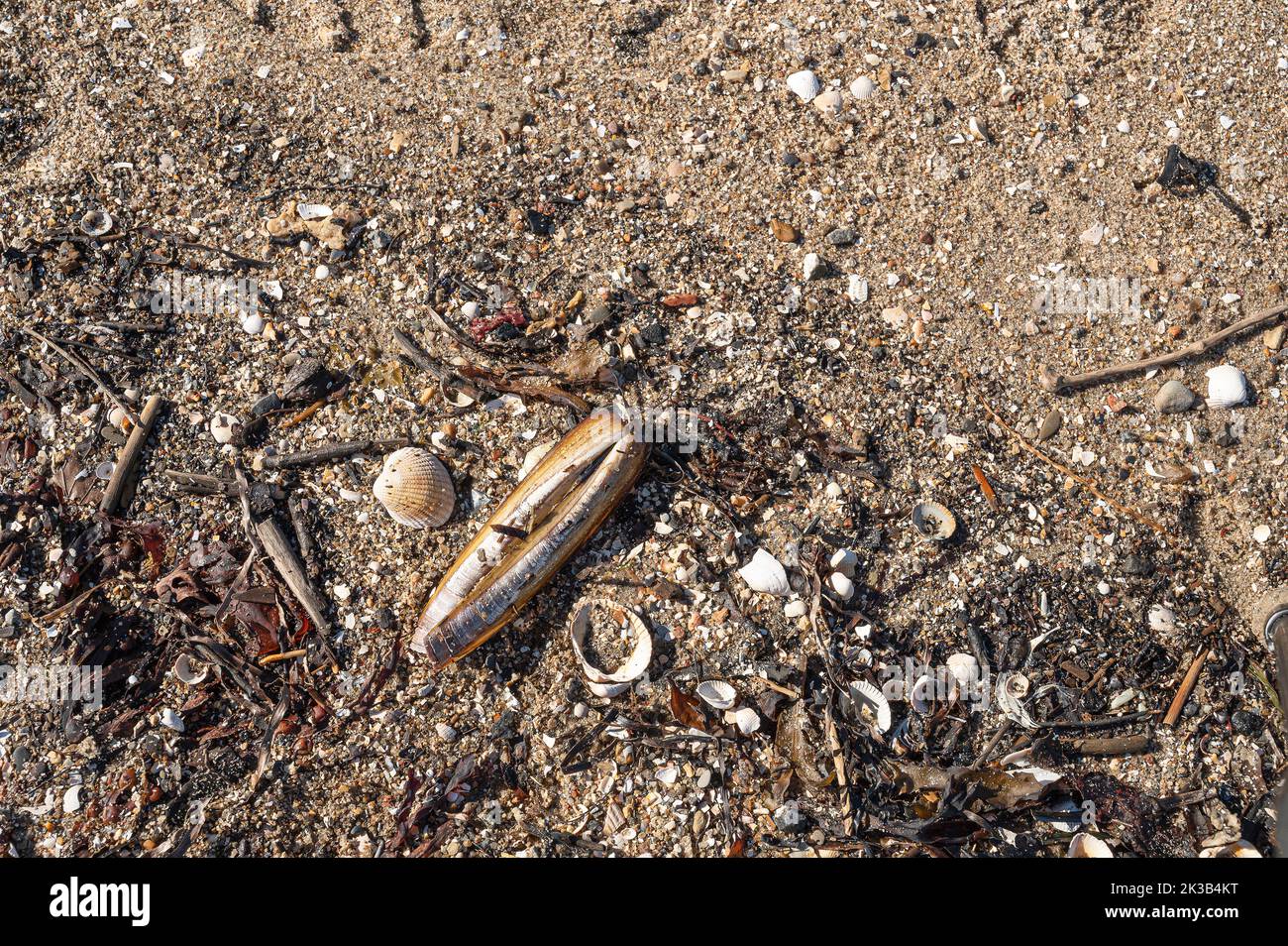 shells on a pebbled beach, Denmark, September 21, 2022 Stock Photo - Alamy