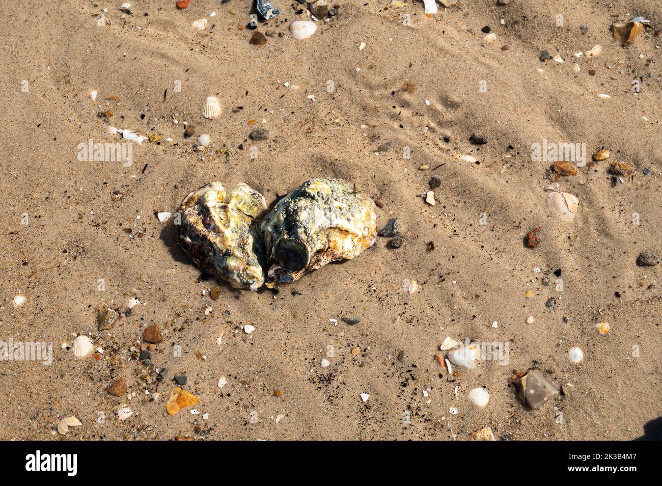 two oysters in the water of a sandy beach, Rømø, Denmark, September 22 ...