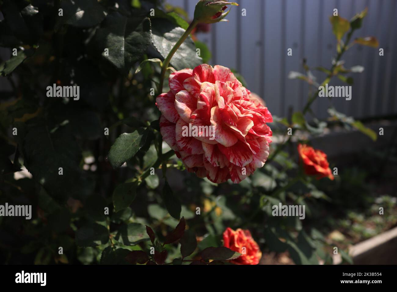 Rose captured in bloom hi-res stock photography and images - Alamy
