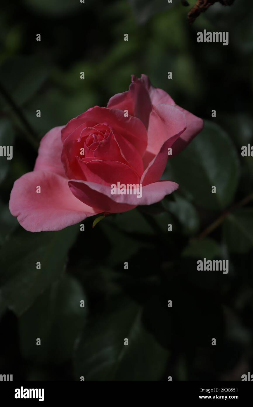 Begins bloom hi-res stock photography and images - Alamy