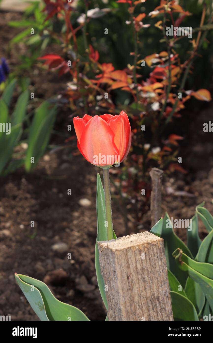 Photo in which there is a tulip thread that is red in color Stock Photo ...