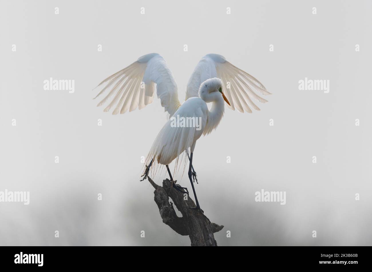 Types of egrets hi-res stock photography and images - Alamy