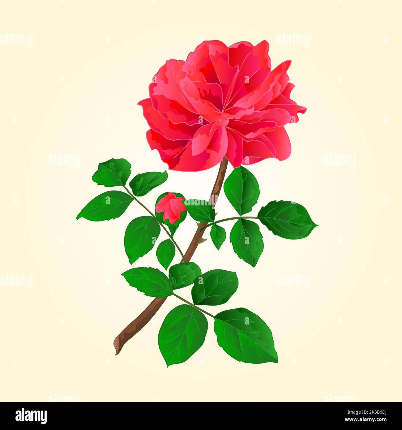 Centifolia rose Stock Vector Images - Alamy