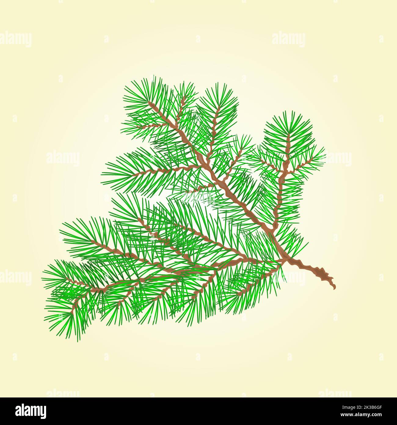 Realistic coniferous branch spruce Stock Vector Images - Alamy