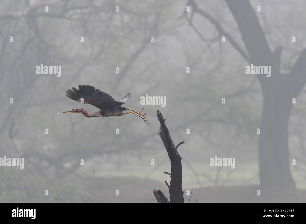 Types of heron hi-res stock photography and images - Alamy
