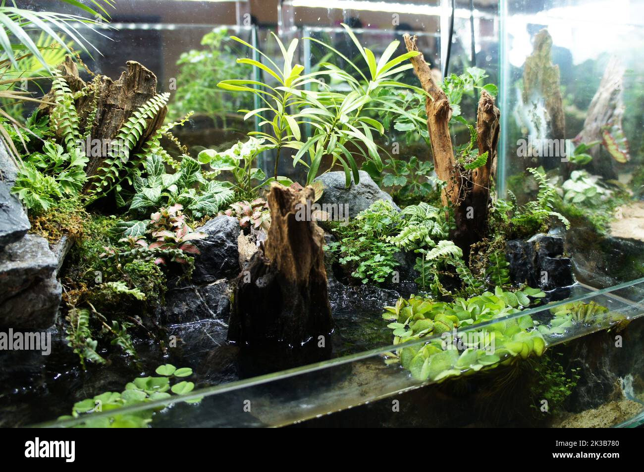A closeup of small plants, mosses and algae are arranged inside the ...