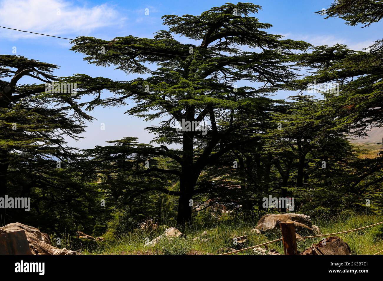 The old green cedar trees at the forest of Cedars of God at Kadisha ...