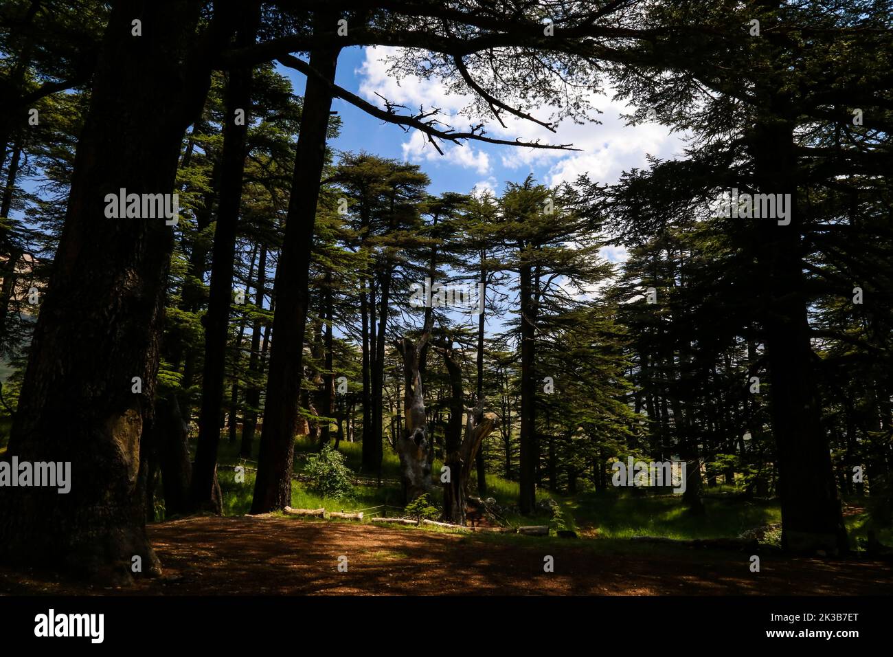 A scenic view of the forest of Cedars of God under blue sky at Kadisha Valley, Bsharri, Northern ...