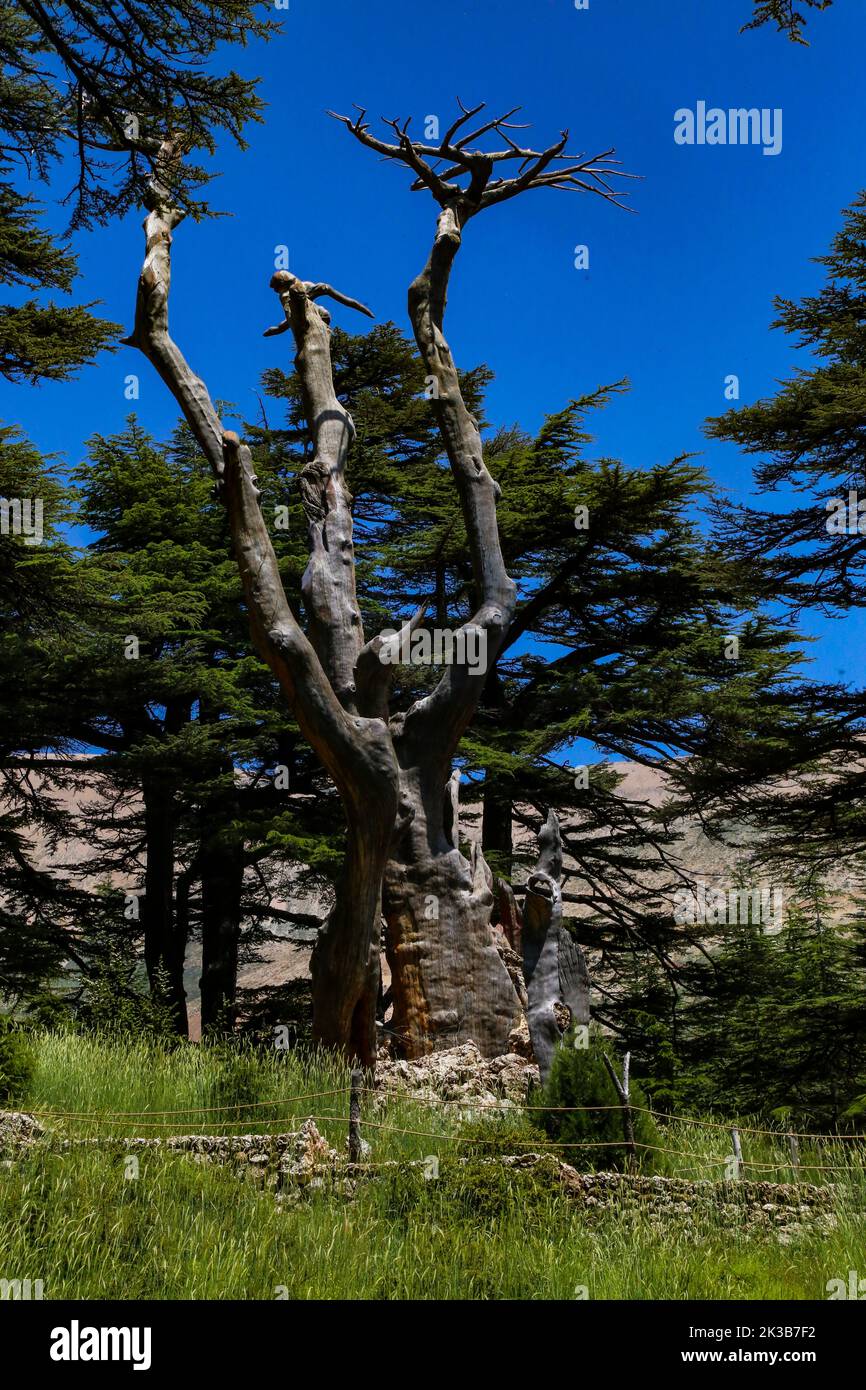 A vertical shot of the Lamartine tree at the Cedars of God at Kadisha Valley, Bsharri, Lebanon ...