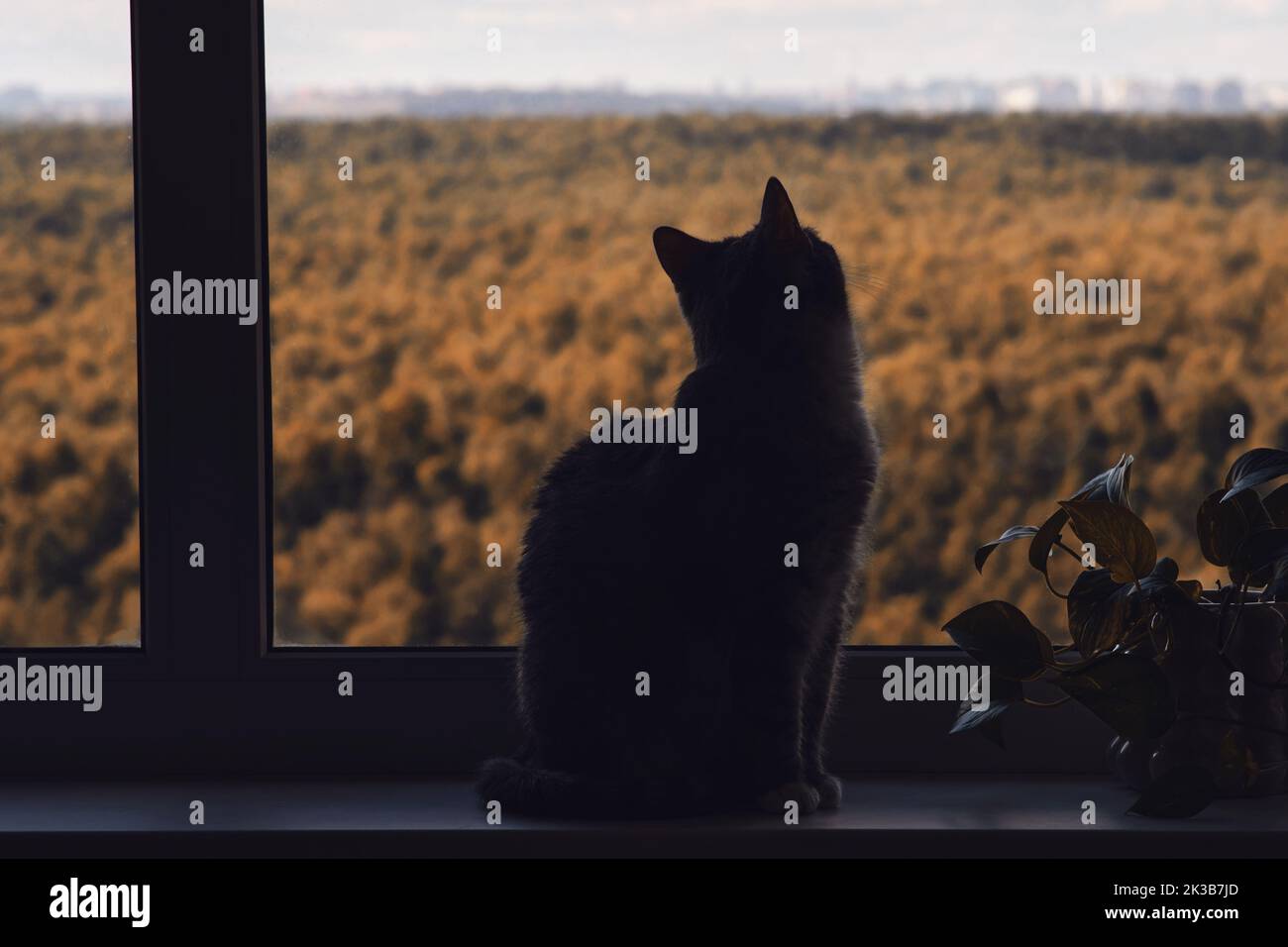 Silhouette of a cat at the window, a shadow pet on a window sill Stock ...