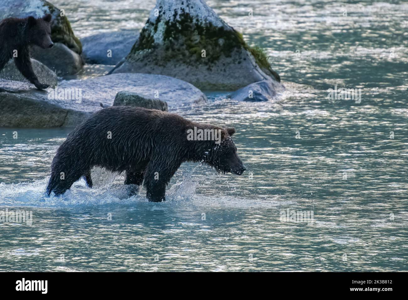 A grizzly bear fishing salmon in the river in Alaska in fall Stock ...