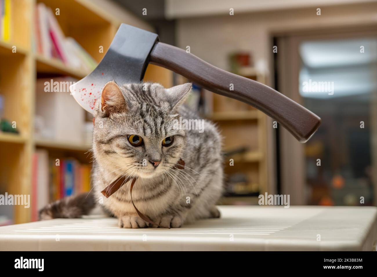 american shorthair cat with an axe on the neck as halloween dress Stock ...