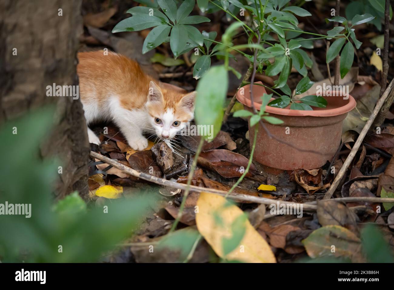 Young wild cat hi-res stock photography and images - Alamy