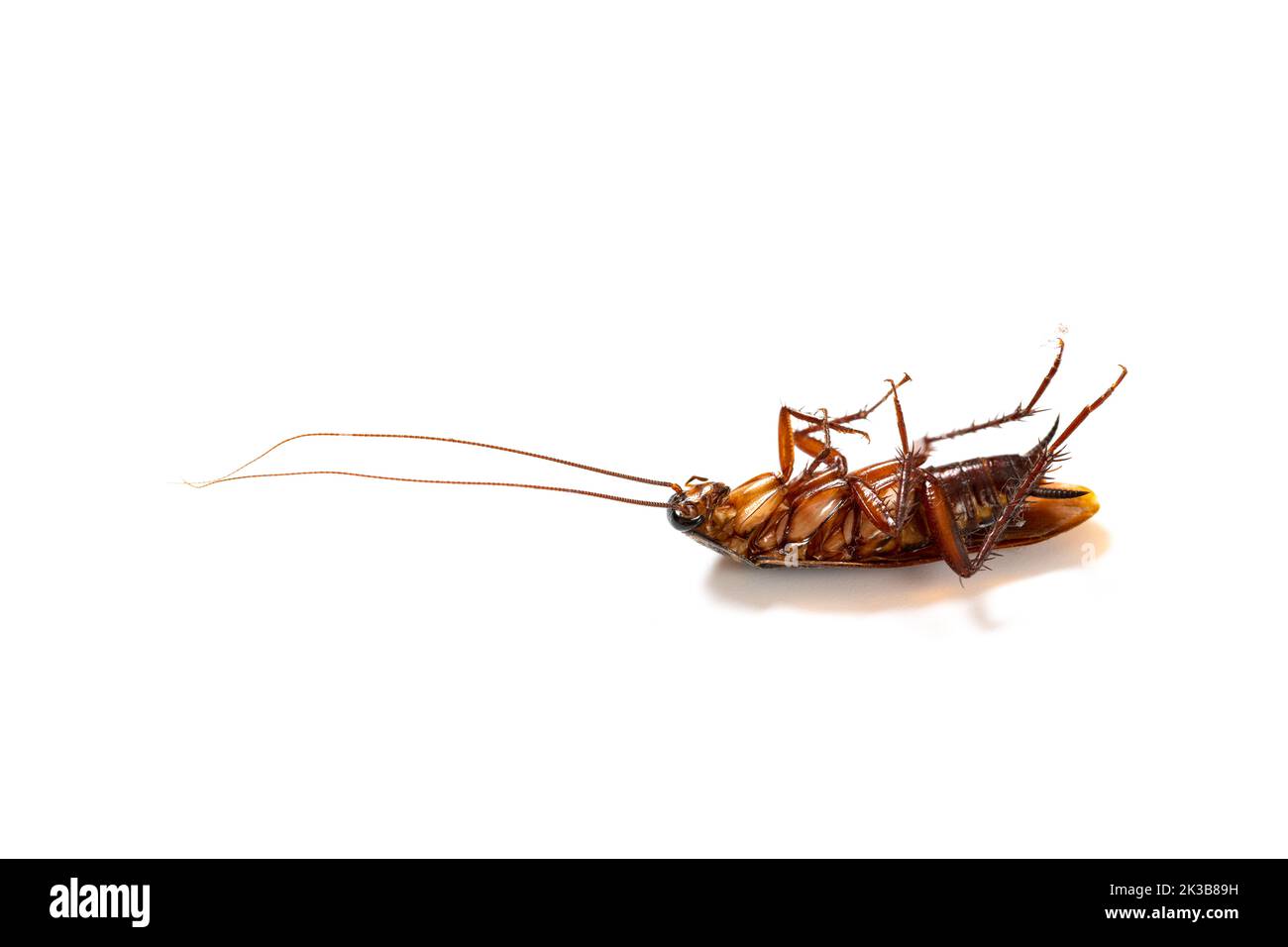 angle view cockroach dead body on white Stock Photo - Alamy