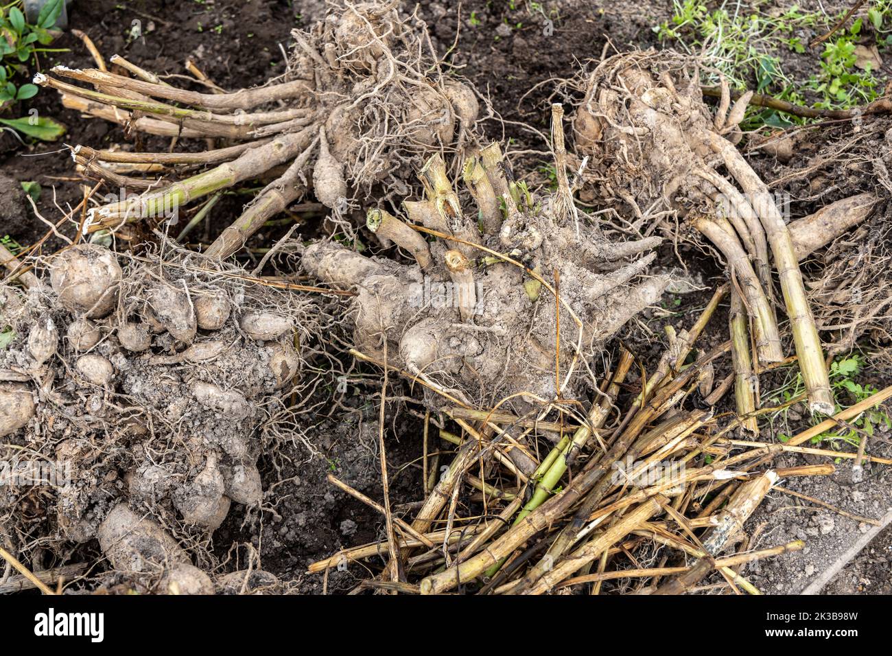 dahlia tubers just lifted for overwintering Stock Photo - Alamy