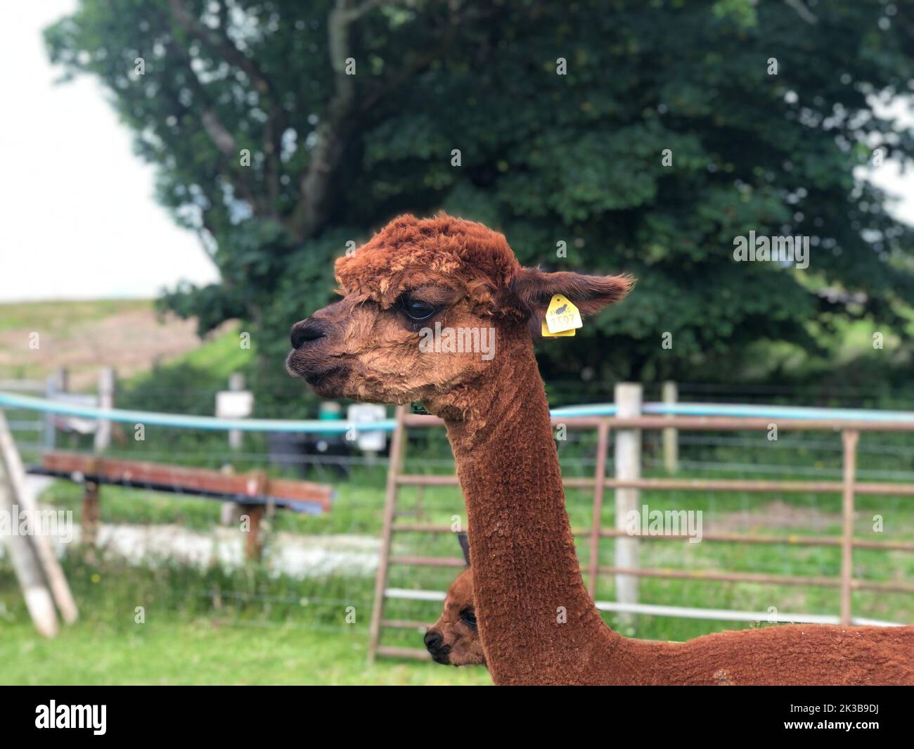 A closeup of the head and neck of adorable brown Huacaya alpaca in an ...