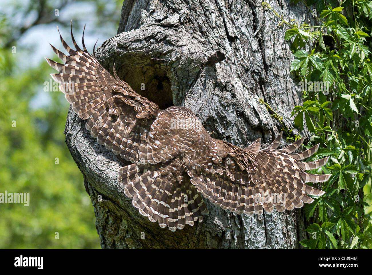 Nesting patterns hi-res stock photography and images - Alamy