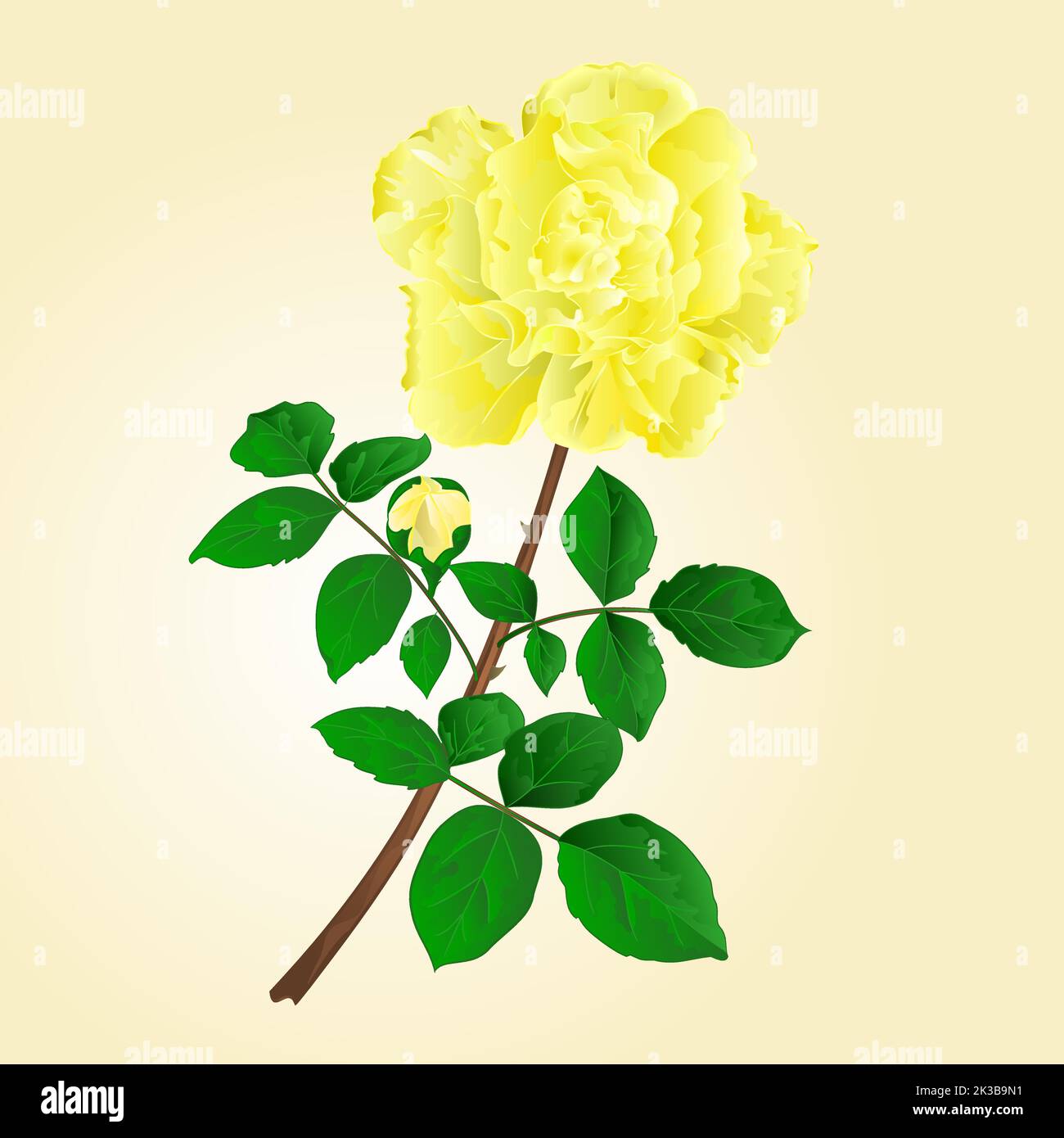 Yellow rose bud blooming Stock Vector Images - Alamy