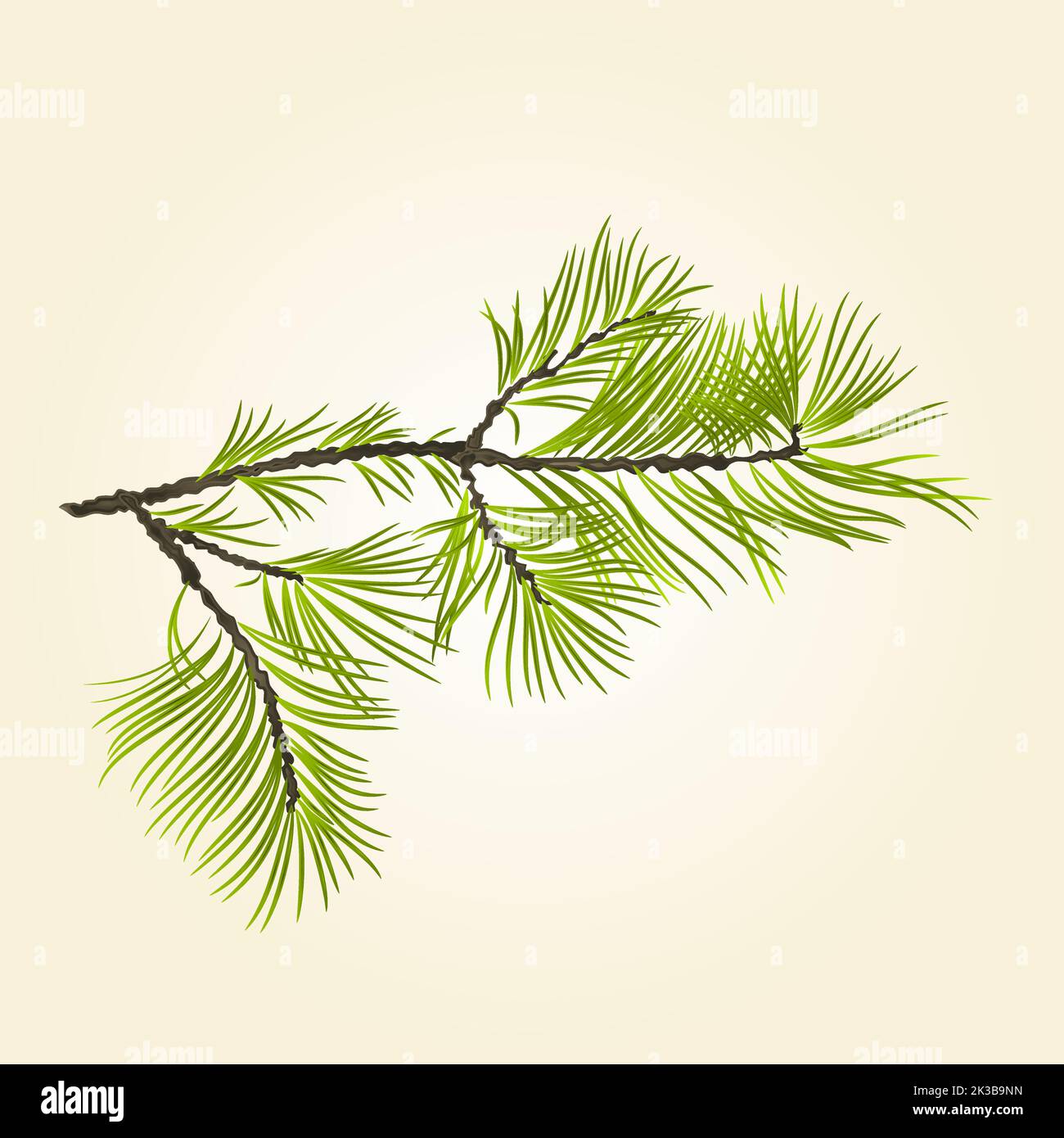 Branch Pine conifer natural background vector illustration Stock Vector ...