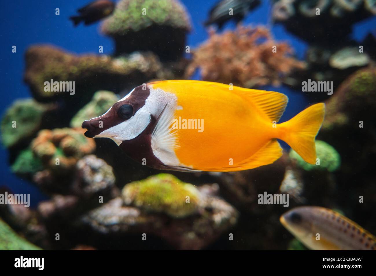 Rabbitfish mouth hi-res stock photography and images - Alamy