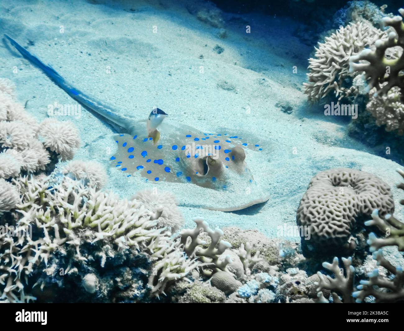 blue spotted stingray lying on the seabed while diving on vacation in ...