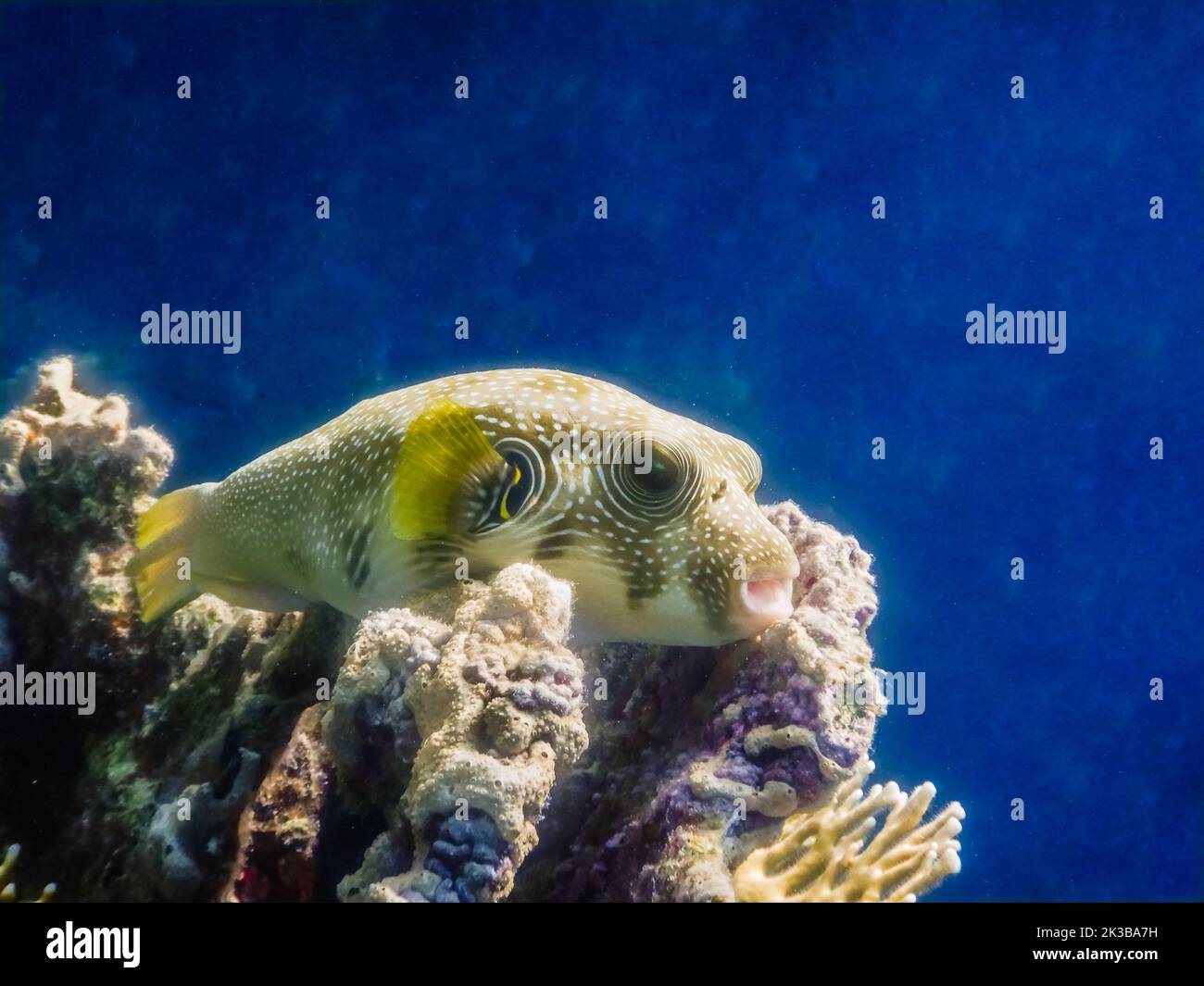 white spotted puffer fish lies on the coral at the reef in egypt Stock ...