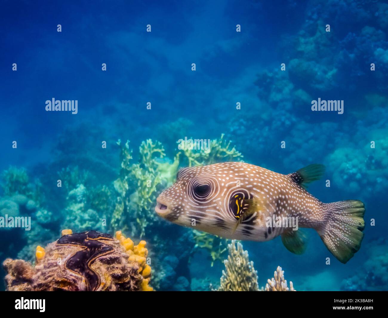 white spotted puffer fish over colorful corals side view while diving ...