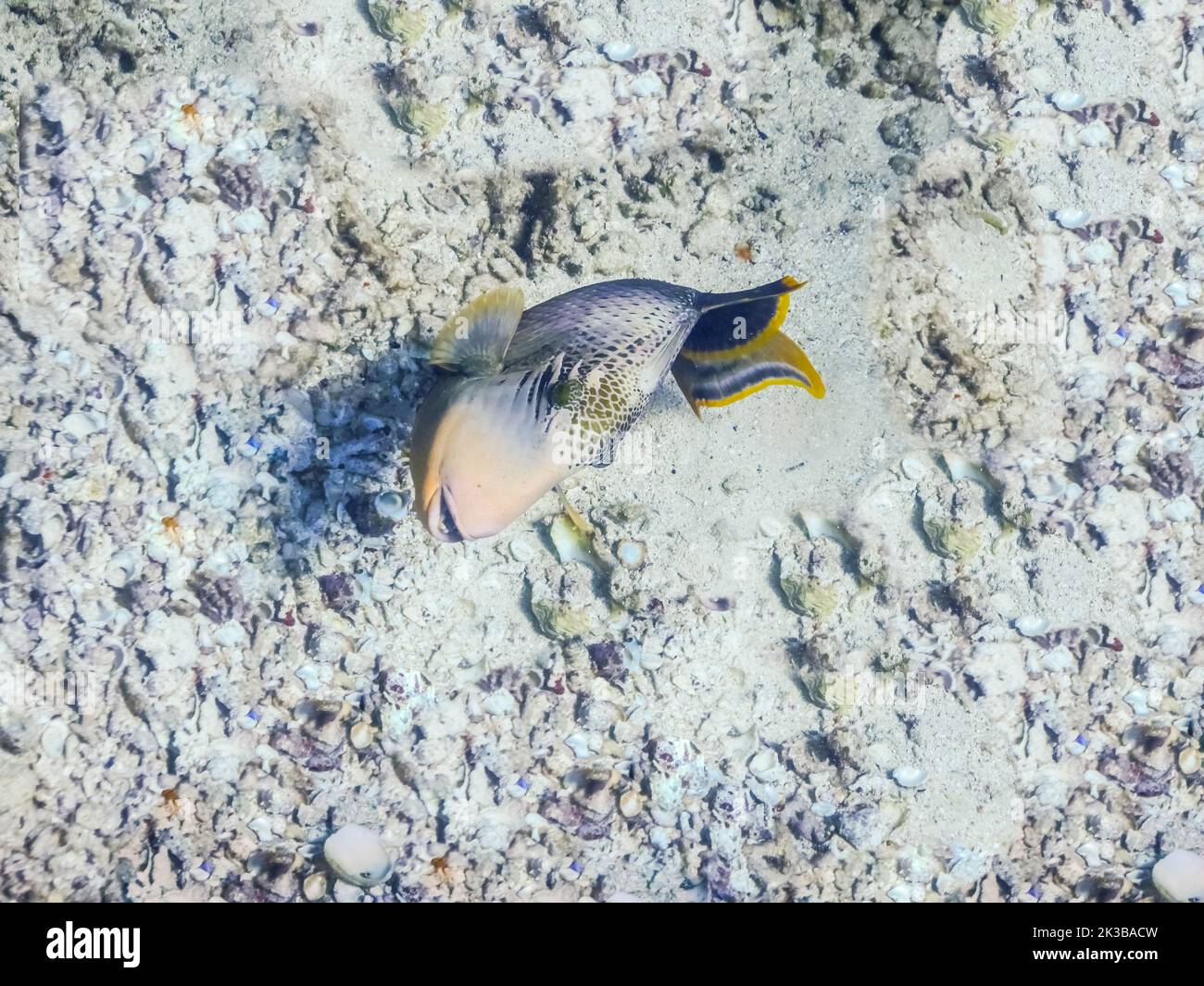 yellowmargin triggerfish at the gray seabed with many shells in egypt Stock Photo - Alamy