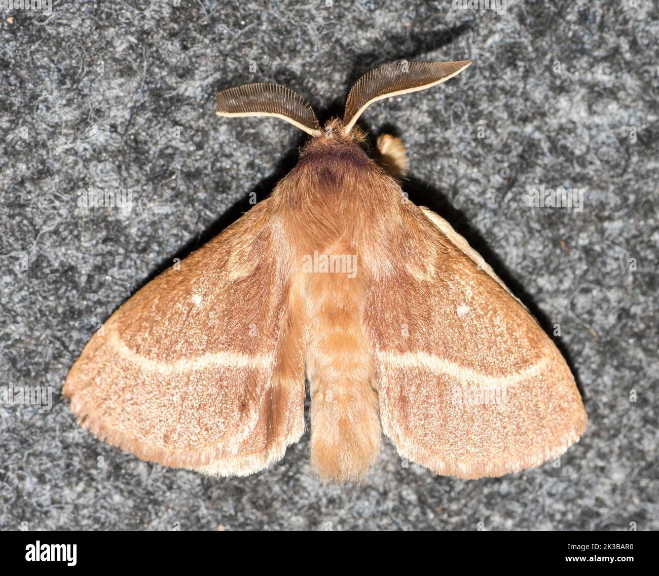 Falena hi-res stock photography and images - Alamy