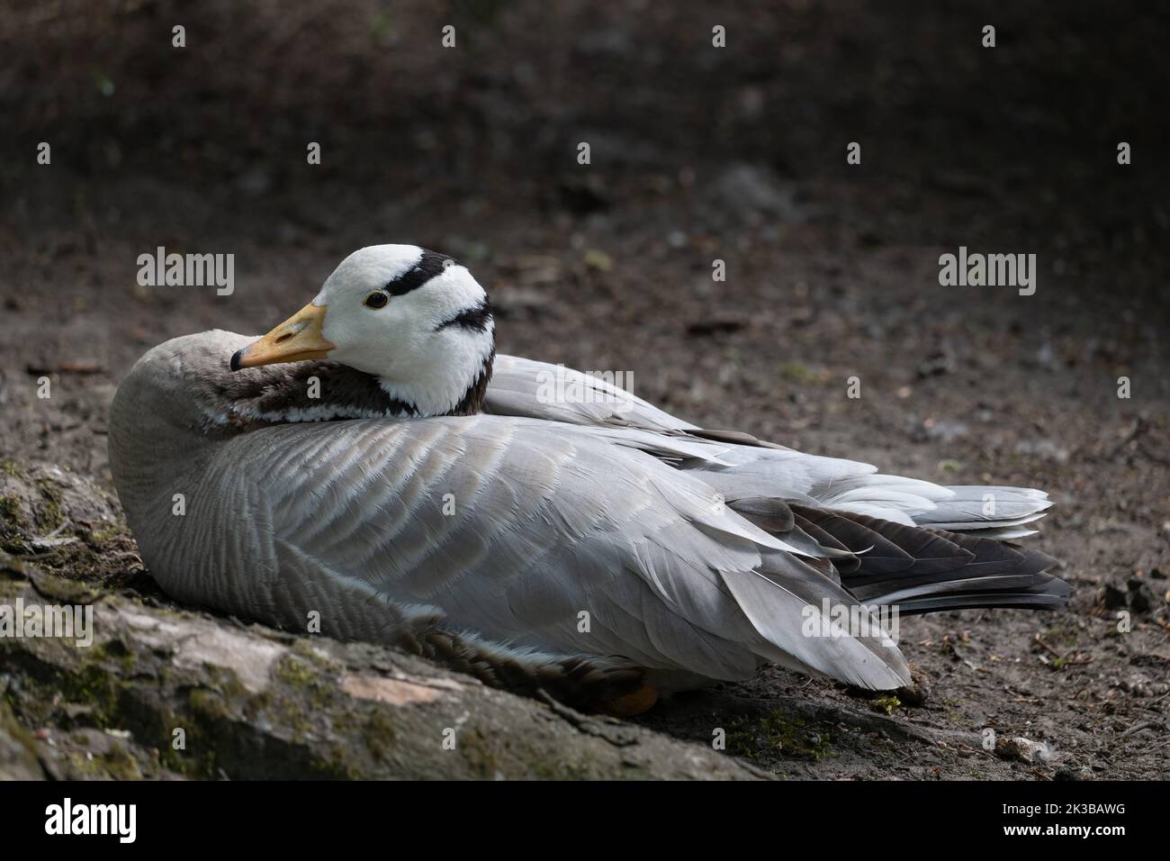 Bar-headed goose (Anser indicus) sits on the ground in restful position ...