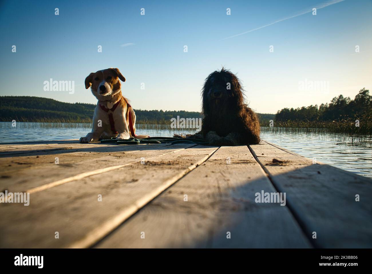 Dog lovers lying on a jetty and looking at the lake in Sweden ...