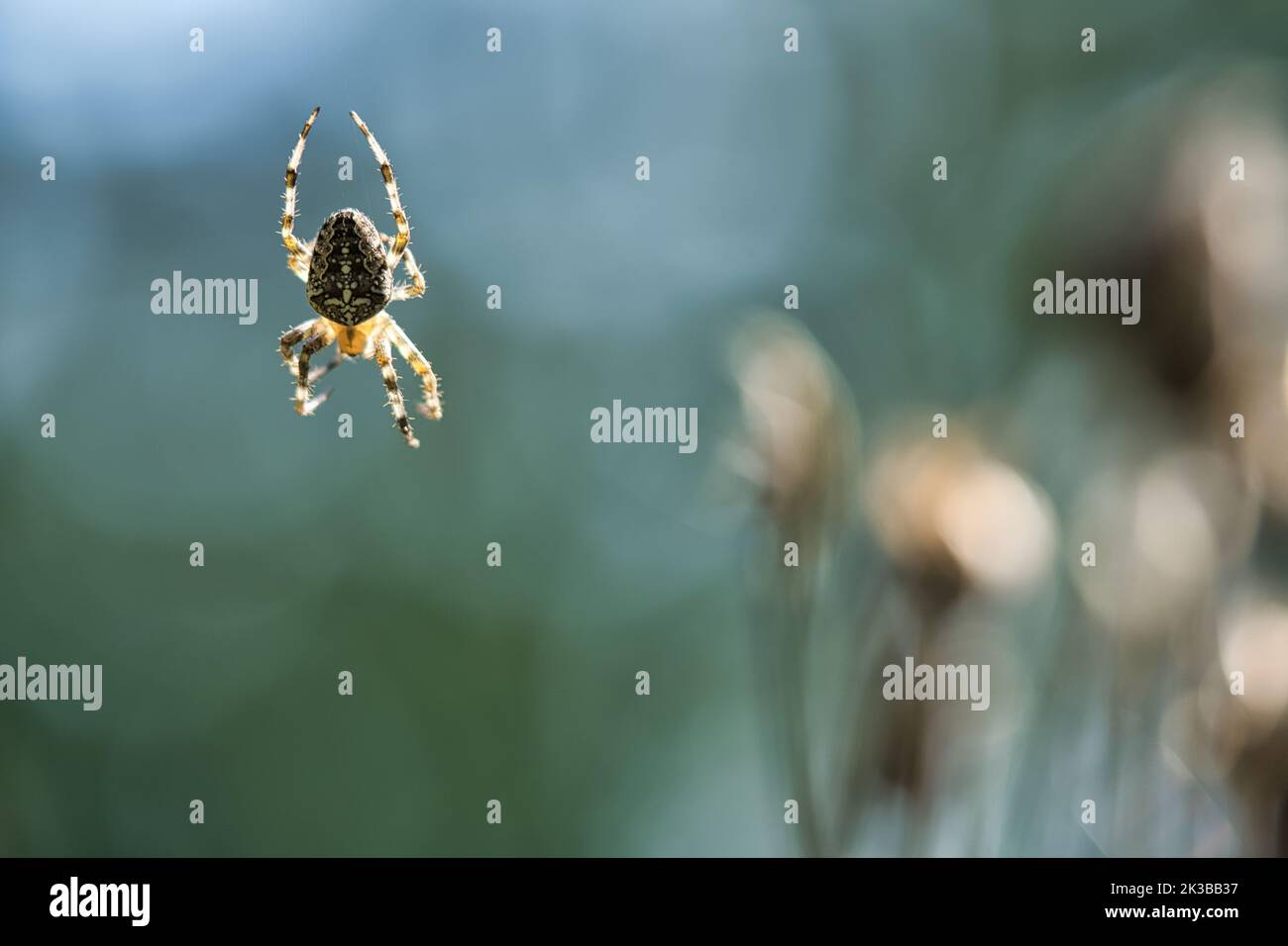Cross spider crawling on a spider thread. Blurred background. A useful ...